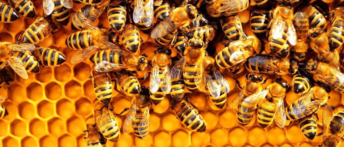 What is the Outlook for Bees This Year? - Everything Sustainable